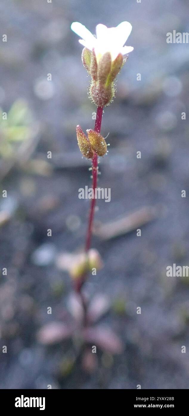 Tiny Triggerplant (Stylidium perpusillum) Plantae Stock Photo - Alamy