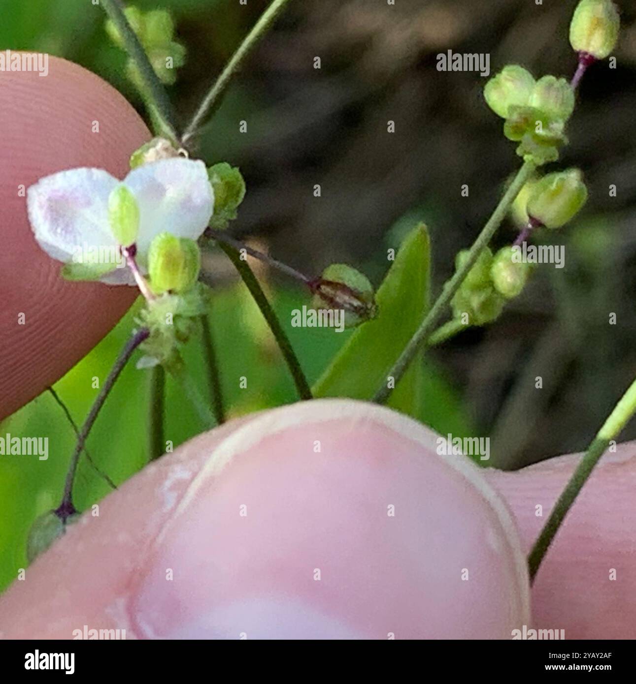 Tahitian bridalveil (Gibasis pellucida) Plantae Stock Photo - Alamy