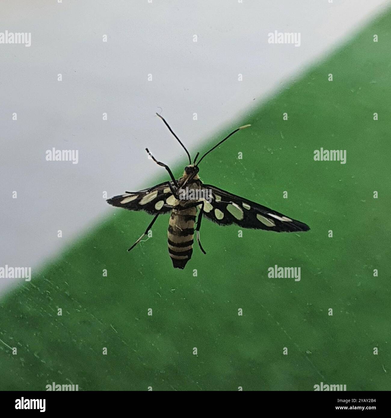 Hübner's Wasp Moth (Amata huebneri) Insecta Stock Photo - Alamy