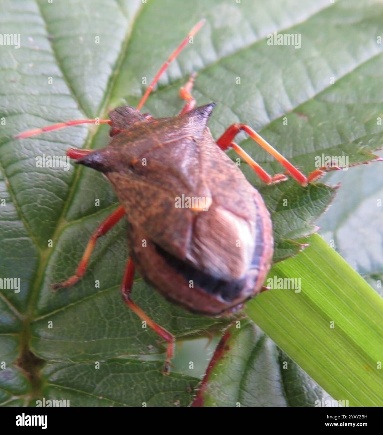 Spiny Shield Bug (Picromerus bidens) Insecta Stock Photo - Alamy