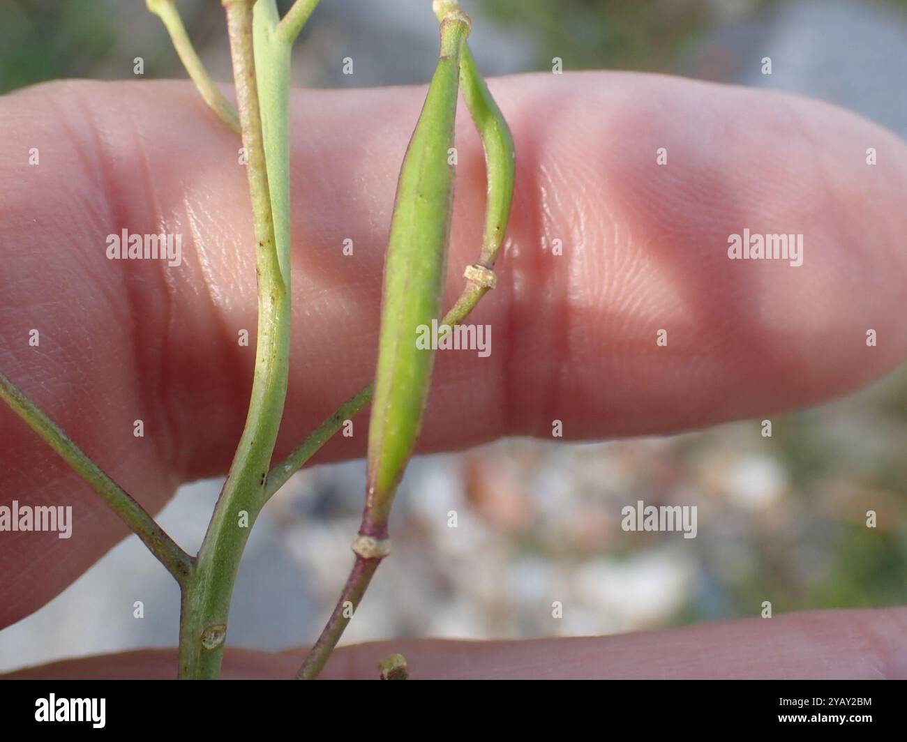 Perennial Wall-rocket (Diplotaxis tenuifolia) Plantae Stock Photo - Alamy