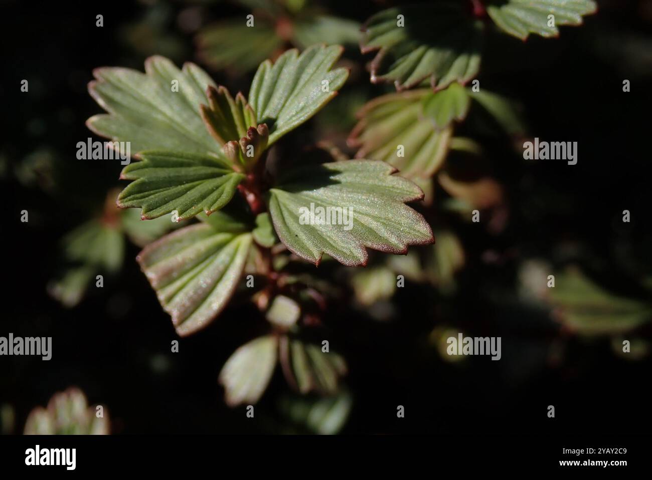 Myrothamnus hi-res stock photography and images - Alamy