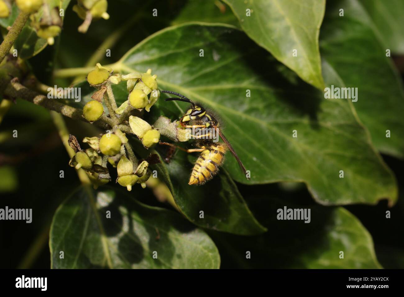 Common European Yellowjacket (Vespula vulgaris) Insecta Stock Photo - Alamy