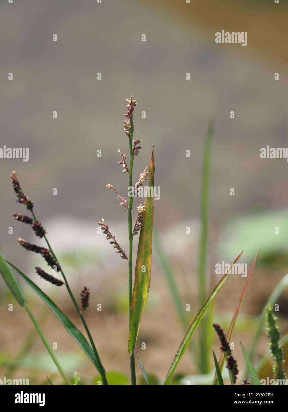 Jungle Rice (Echinochloa colonum) Plantae Stock Photo - Alamy