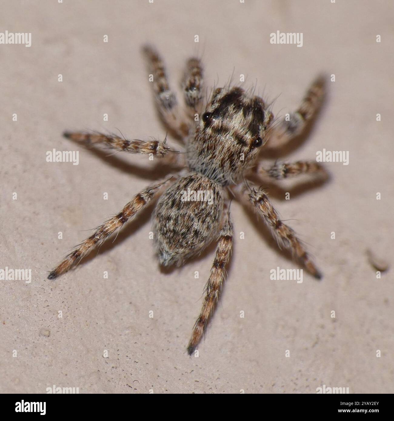 Typical Jumping Spiders (Salticinae) Arachnida Stock Photo - Alamy