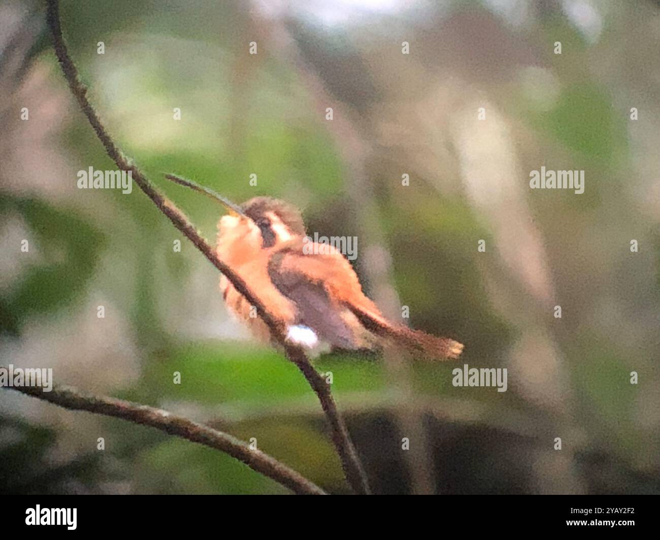 Reddish hermit hi-res stock photography and images - Alamy