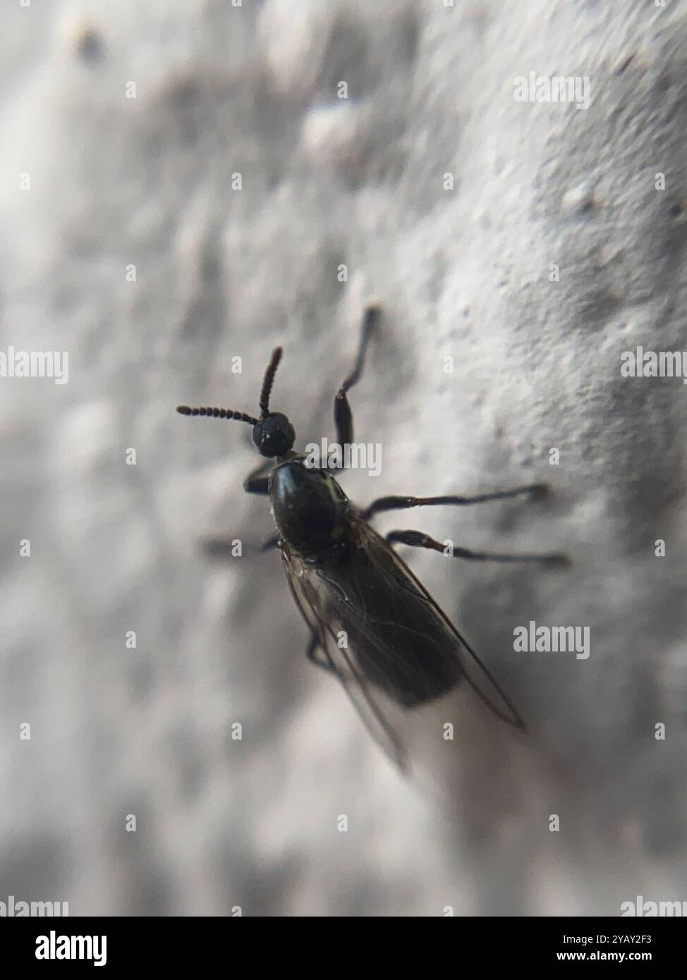 Minute Black Scavenger Flies (Scatopsidae) Insecta Stock Photo - Alamy