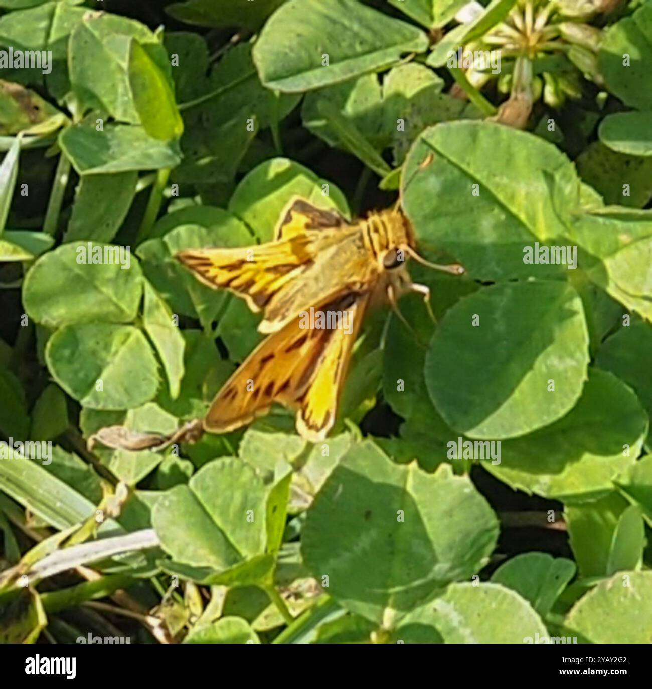 Fiery Skipper (Hylephila phyleus) Insecta Stock Photo - Alamy