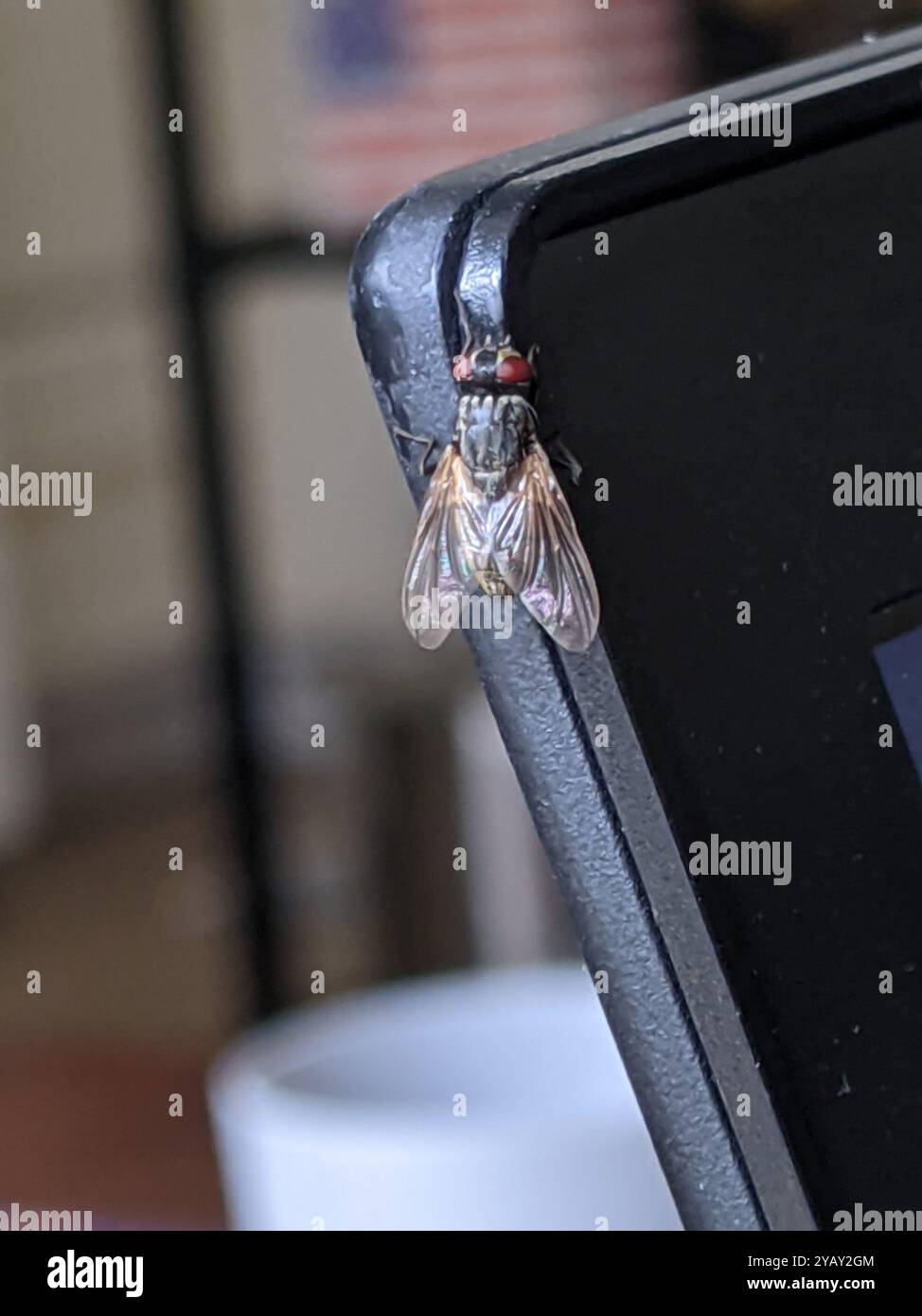 Common House Fly (Musca domestica) Insecta Stock Photo - Alamy