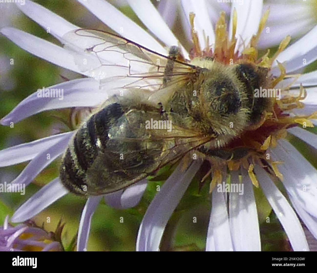 Western Honey Bee (Apis mellifera) Insecta Stock Photo - Alamy
