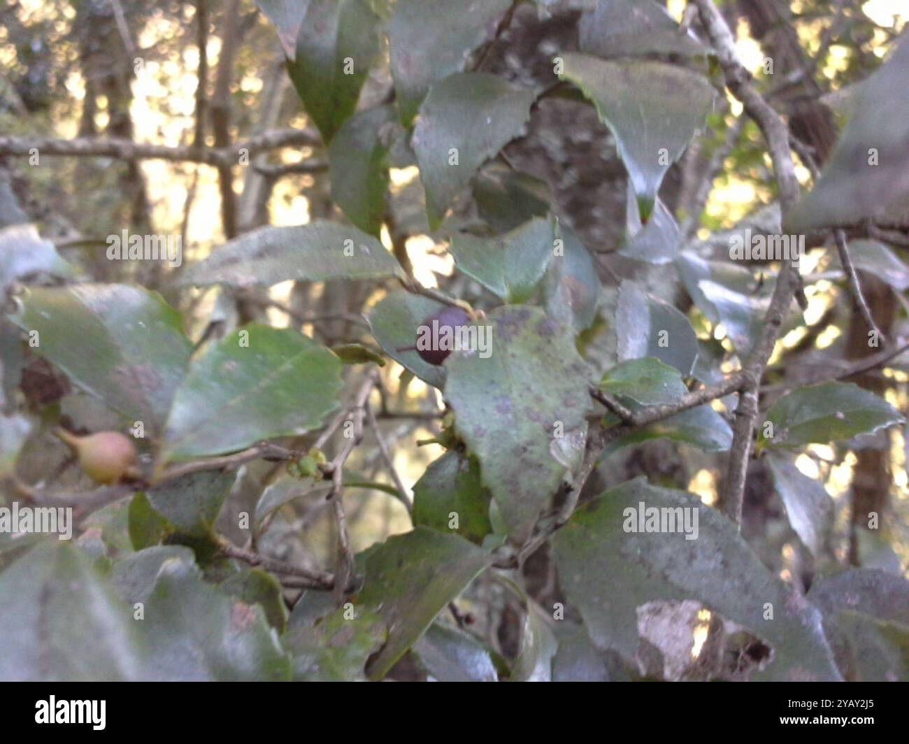 Scolopia hi-res stock photography and images - Alamy