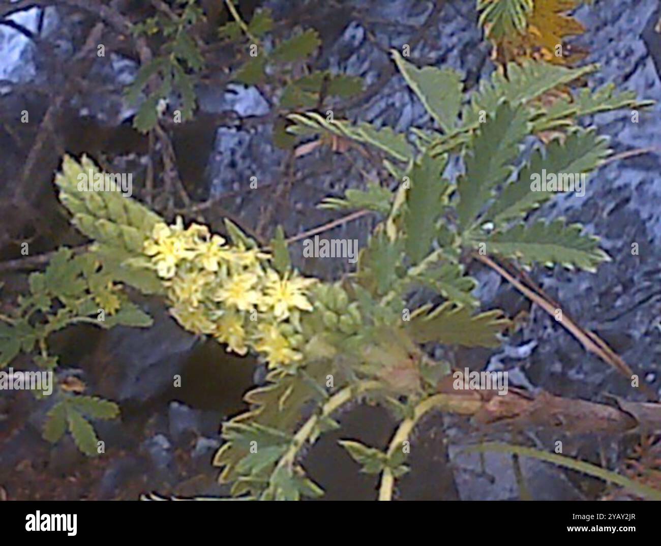 Ouhout (Leucosidea sericea) Plantae Stock Photo - Alamy