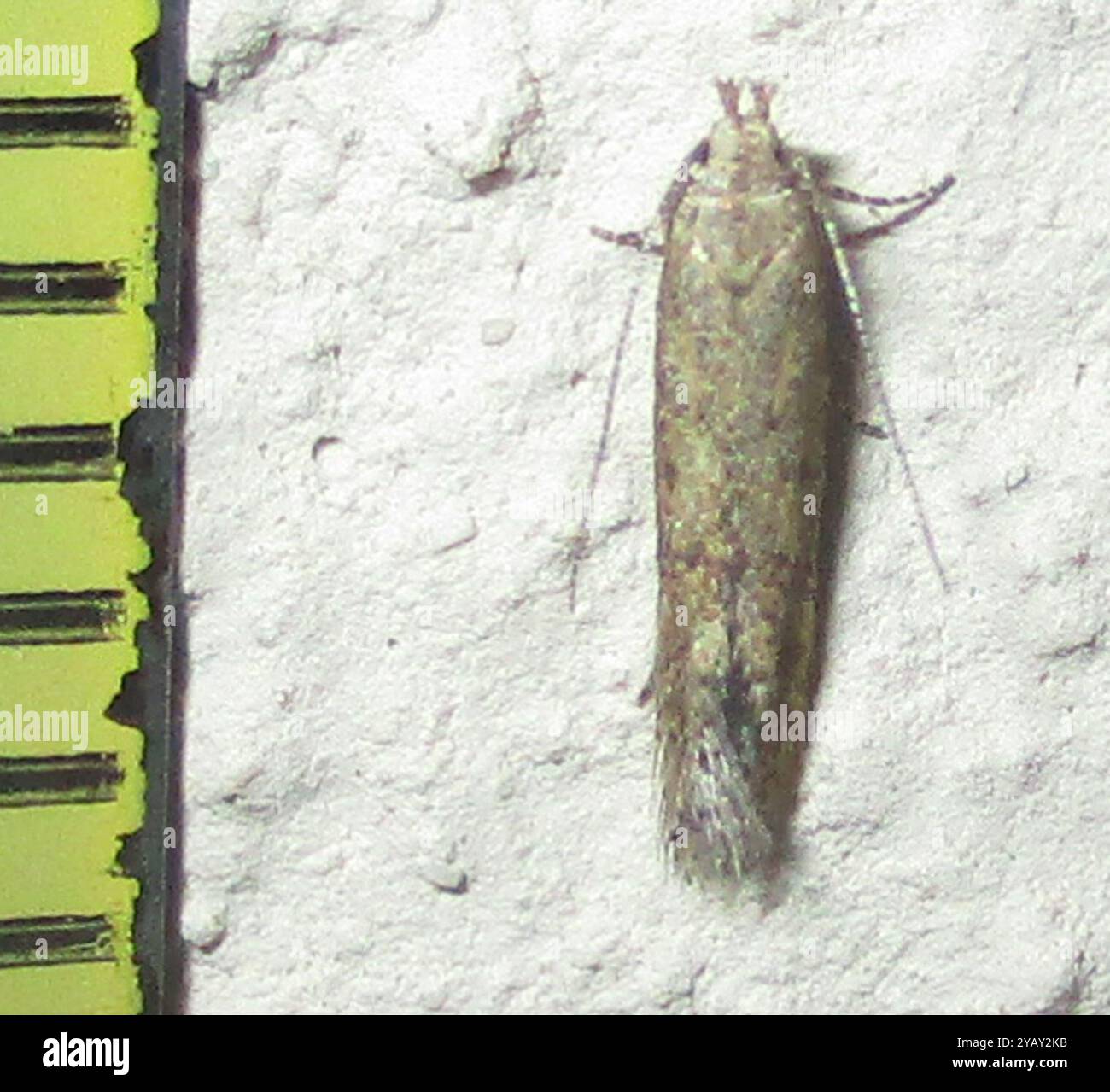 Twirler Moths (Gelechiidae) Insecta Stock Photo - Alamy