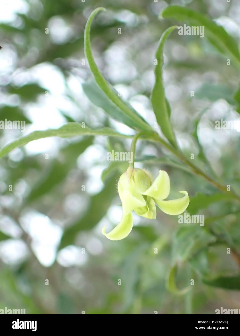 Common Apple-berry (Billardiera mutabilis) Plantae Stock Photo - Alamy