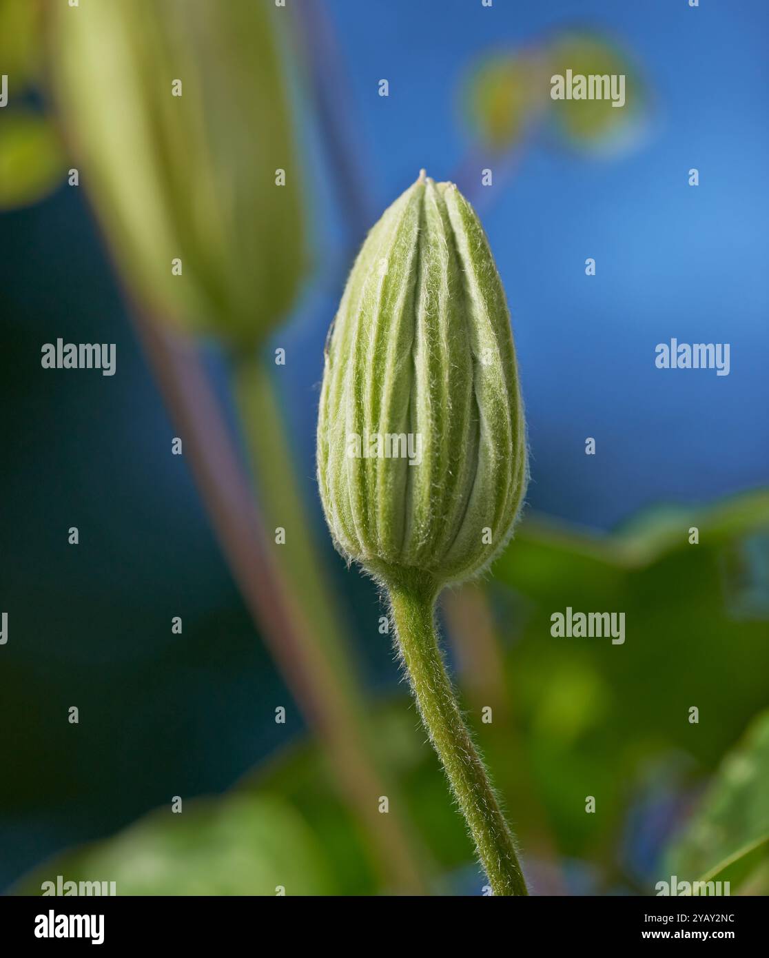 Flowers, nature and clematis bud in spring for bright color display in ...