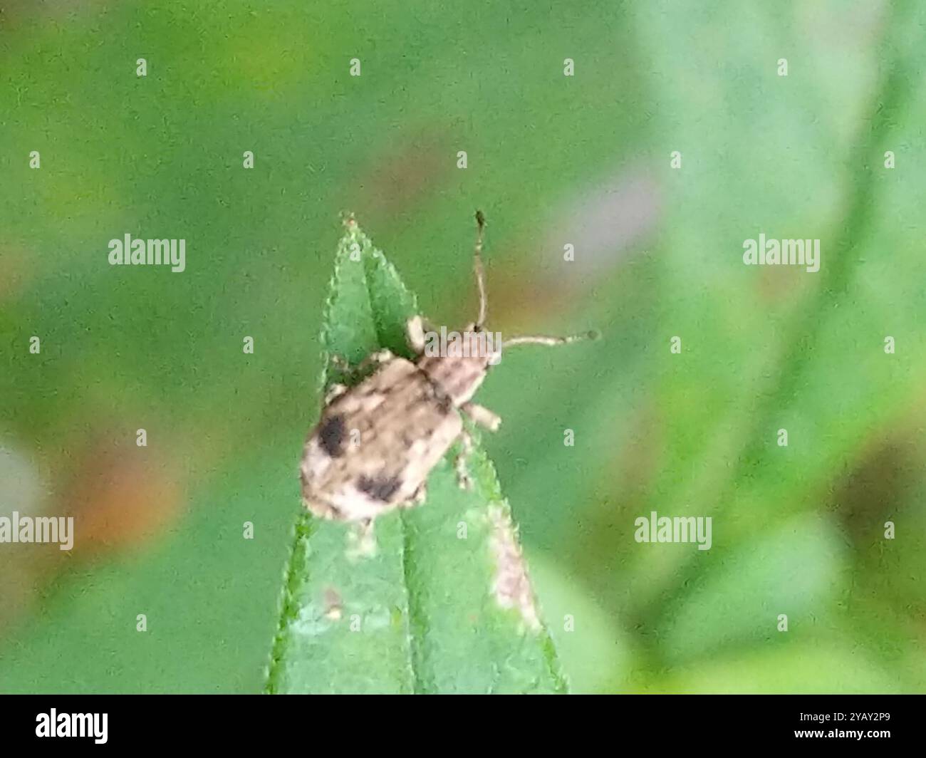 Peach Root Weevil (Pseudoedophrys hilleri) Insecta Stock Photo - Alamy