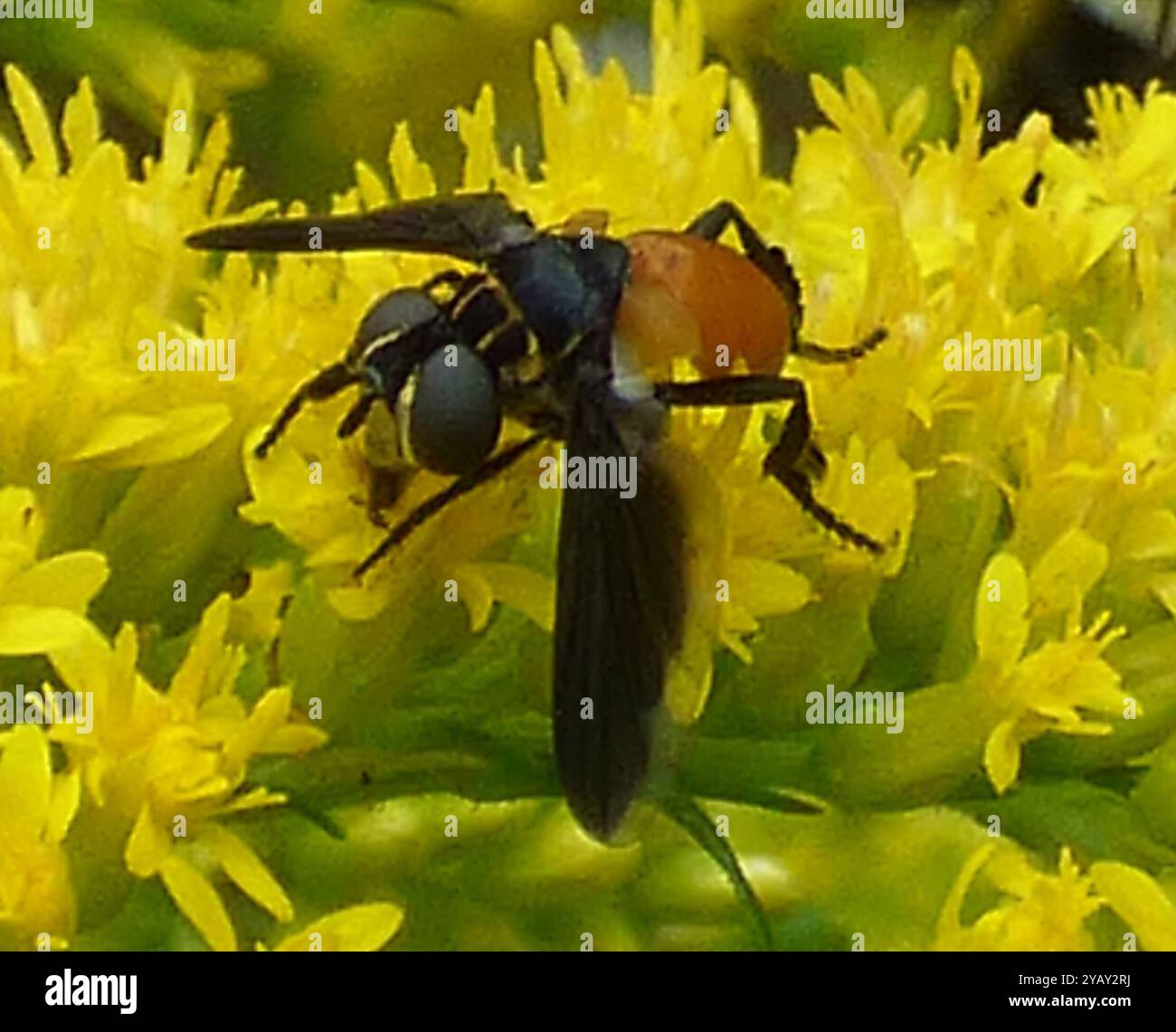 Swift Feather-legged Fly (Trichopoda pennipes) Insecta Stock Photo - Alamy