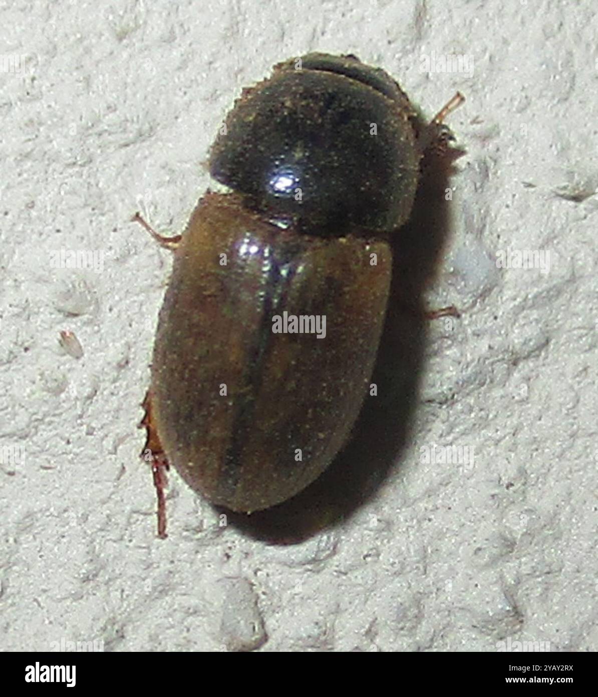 Small Dung Beetles (Aphodiinae) Insecta Stock Photo - Alamy