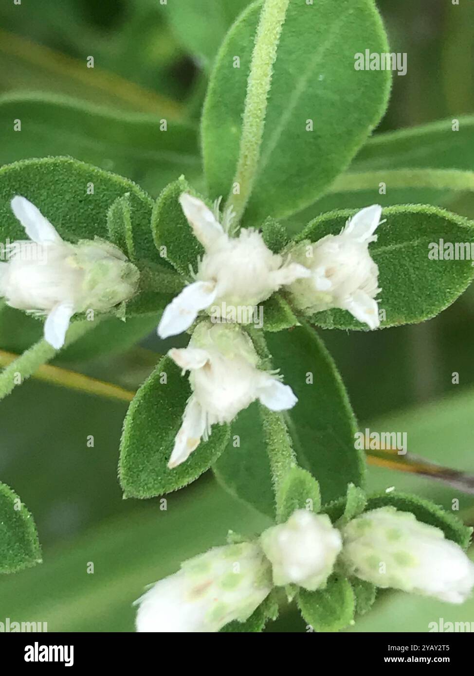 Dixie aster (Sericocarpus tortifolius) Plantae Stock Photo - Alamy