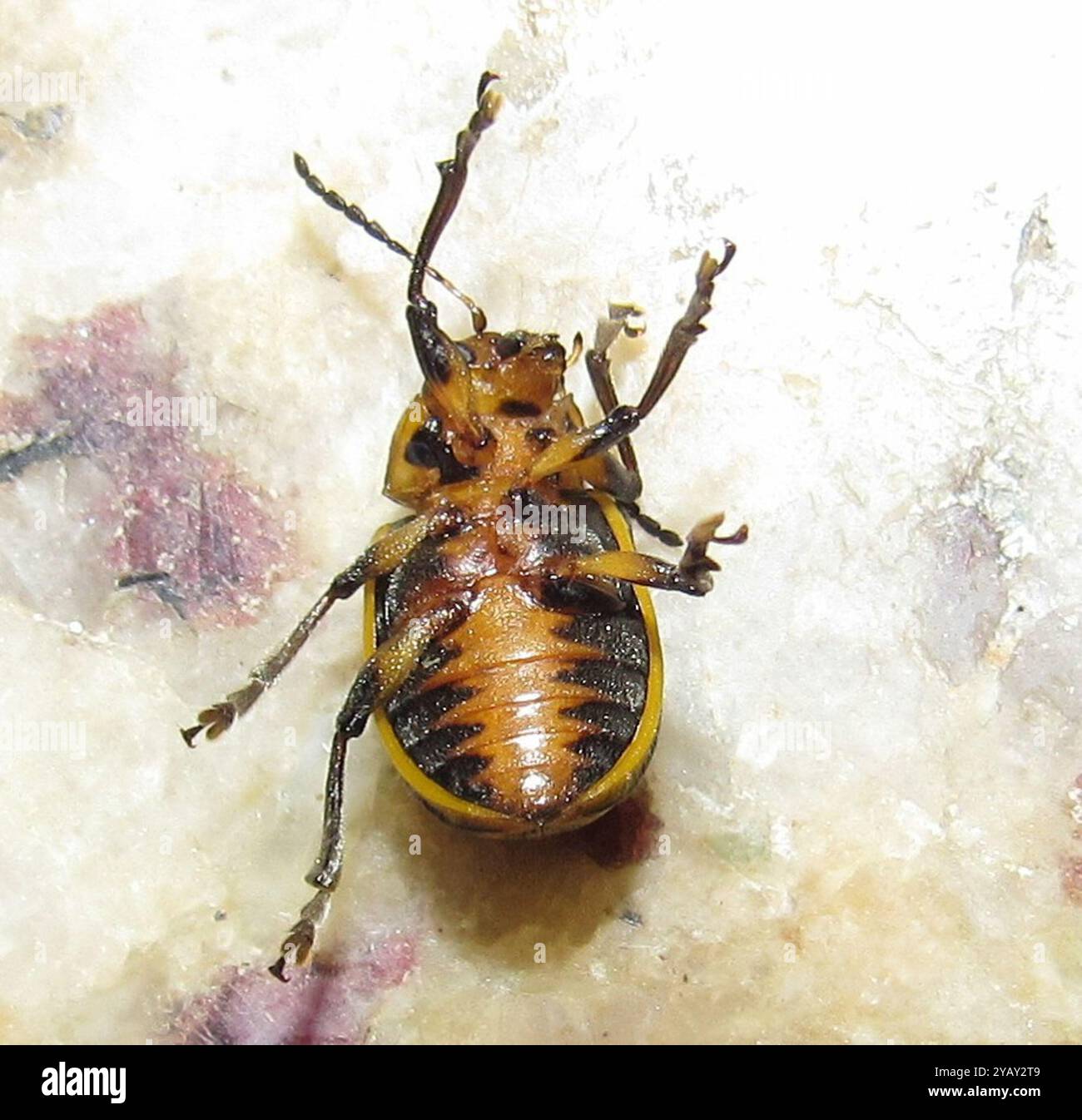 (Endocephalus lineatus) Insecta Stock Photo - Alamy