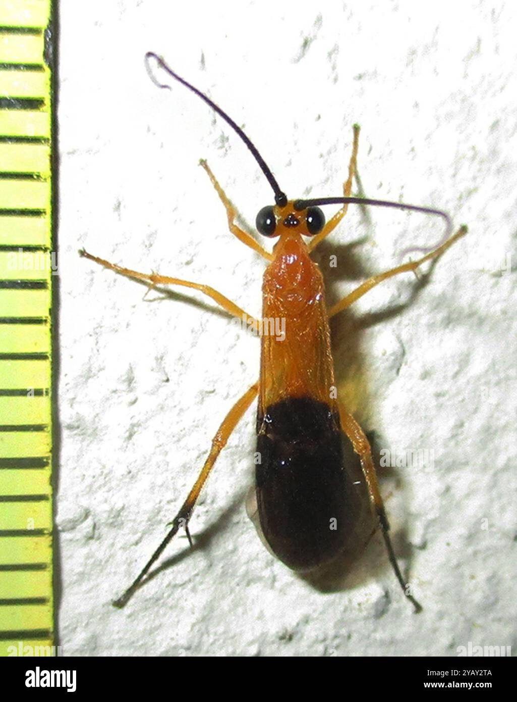 Ichneumonid and Braconid Wasps (Ichneumonoidea) Insecta Stock Photo - Alamy