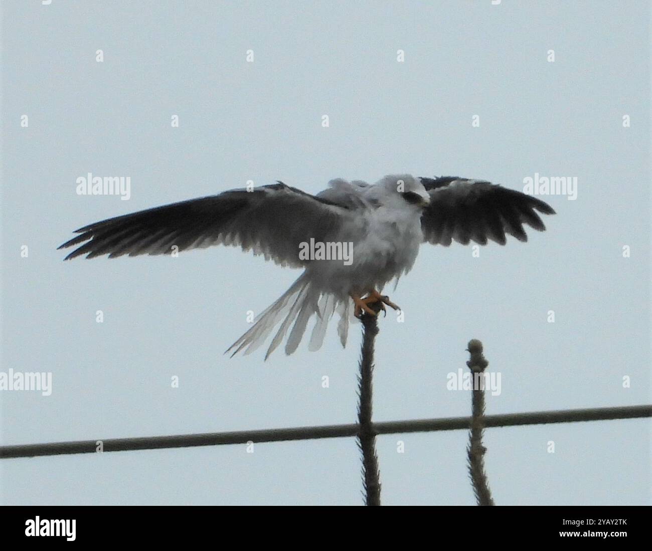 White-tailed Kite (Elanus leucurus) Aves Stock Photo - Alamy