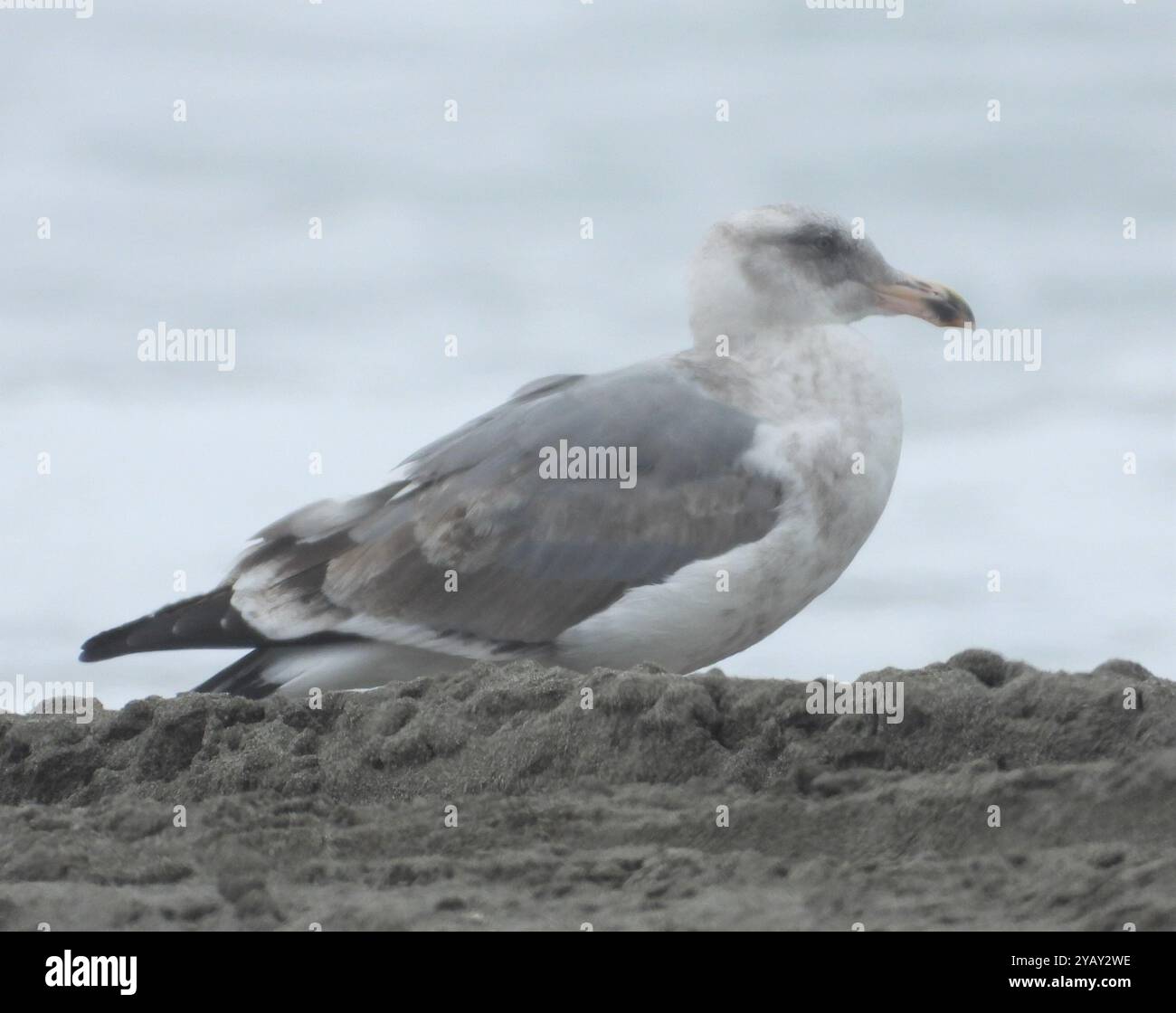 California Gull (Larus californicus) Aves Stock Photo - Alamy