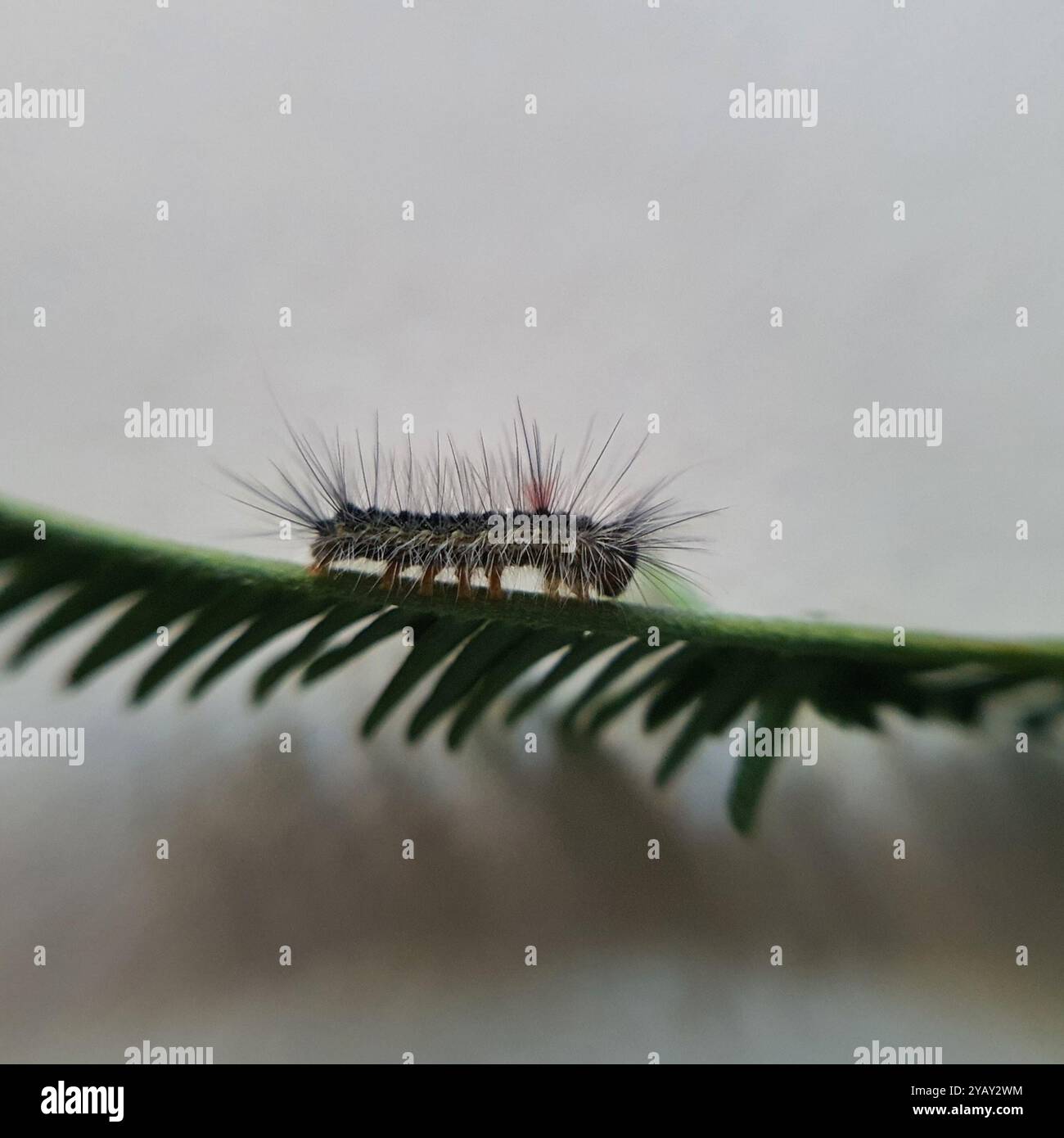 Common Anthelid Moth (Anthela acuta) Insecta Stock Photo - Alamy