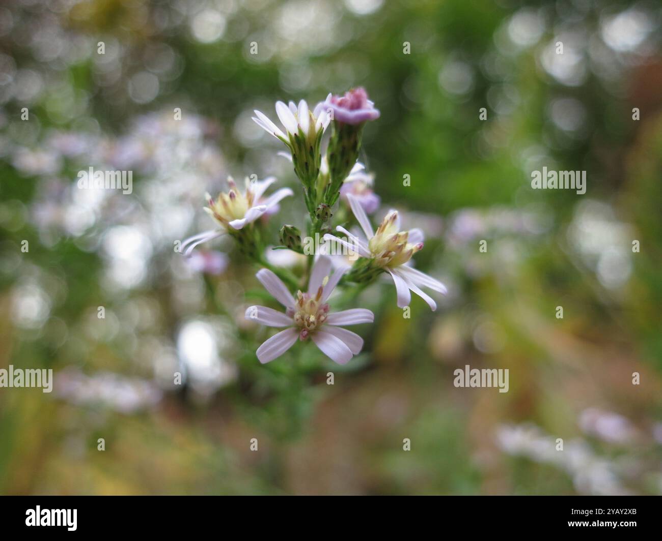 Common Blue Wood Aster (Symphyotrichum cordifolium) Plantae Stock Photo ...