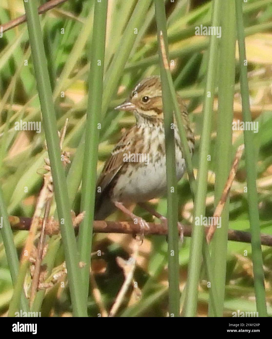 Savannah Sparrow (Passerculus sandwichensis) Aves Stock Photo - Alamy