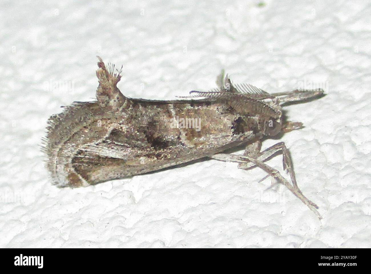 Butterflies and Moths (Lepidoptera) Insecta Stock Photo - Alamy