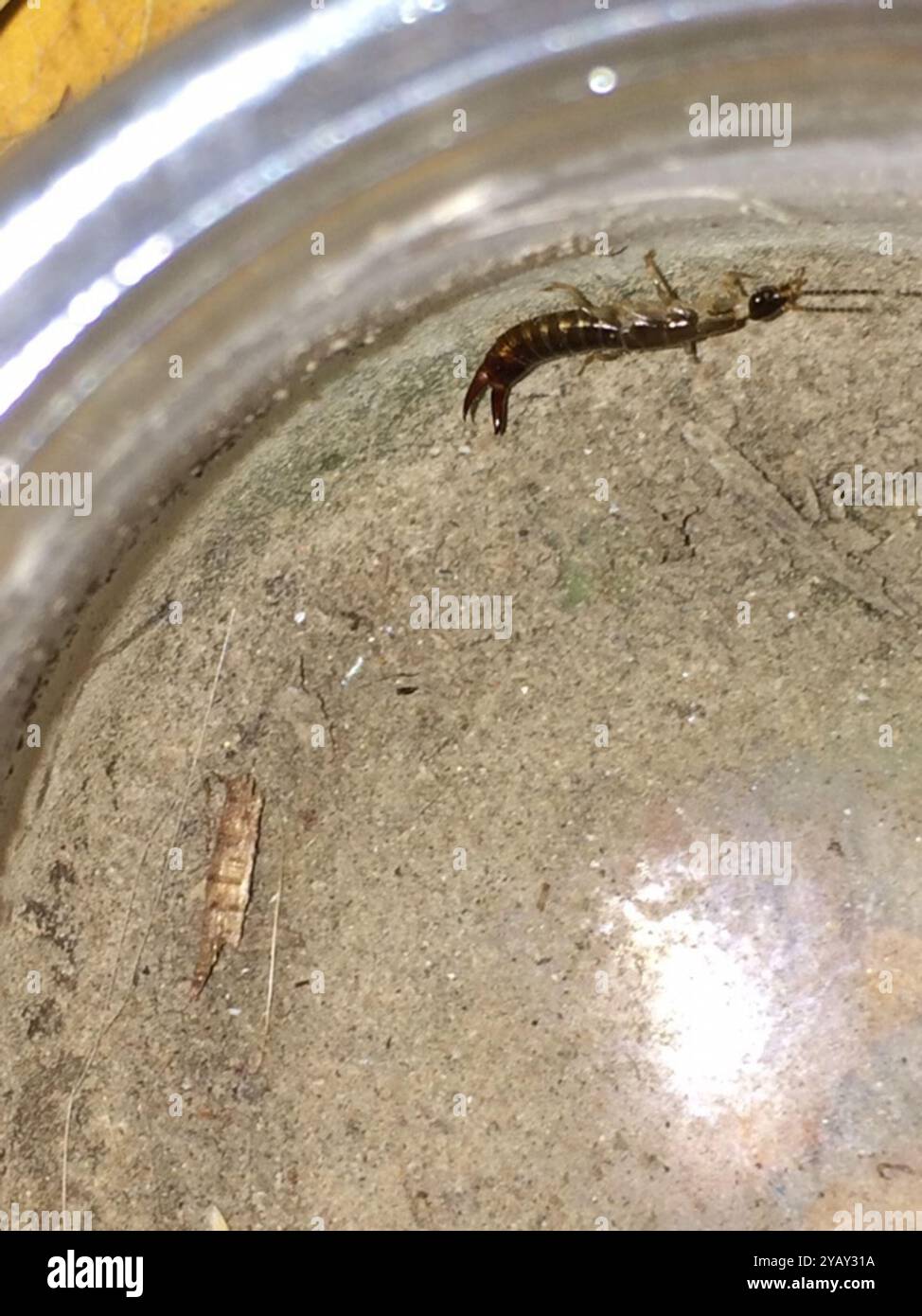 Ring legged earwig hi-res stock photography and images - Alamy