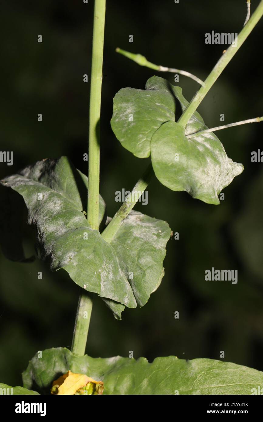 sugar beet powdery mildew (Erysiphe betae) Fungi Stock Photo - Alamy