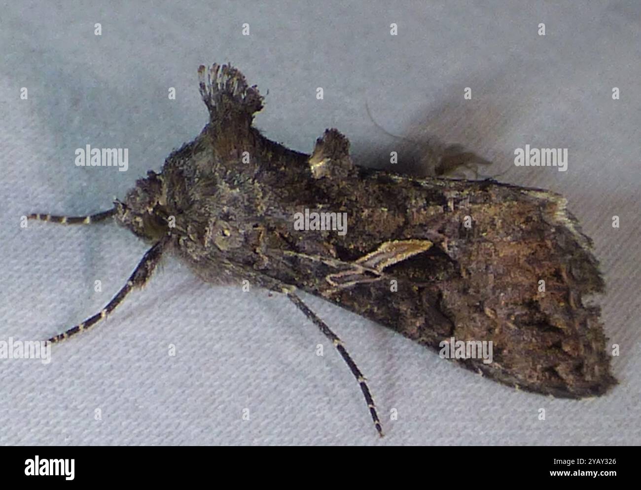 Sharp-stigma Looper Moth (Ctenoplusia oxygramma) Insecta Stock Photo ...