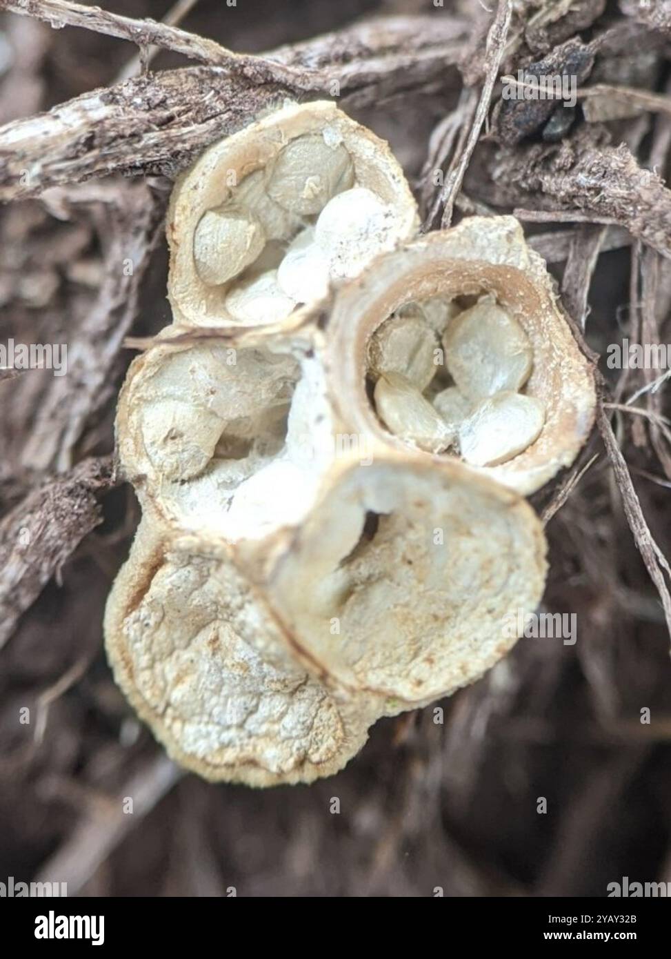 common bird's nest fungus (Crucibulum laeve) Fungi Stock Photo - Alamy
