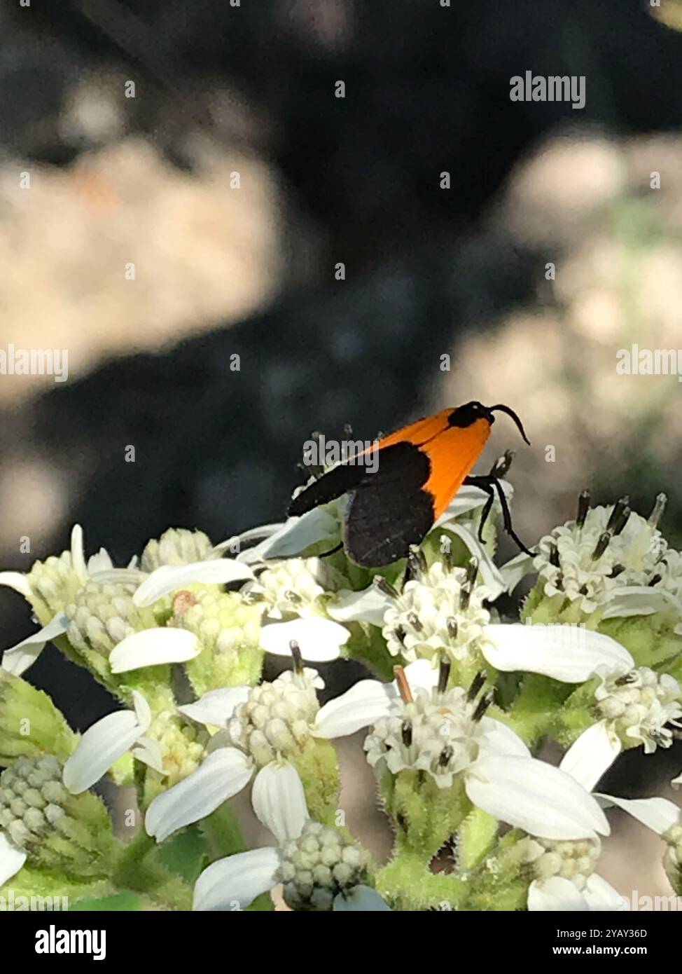 Black-and-yellow Lichen Moth (Lycomorpha pholus) Insecta Stock Photo ...