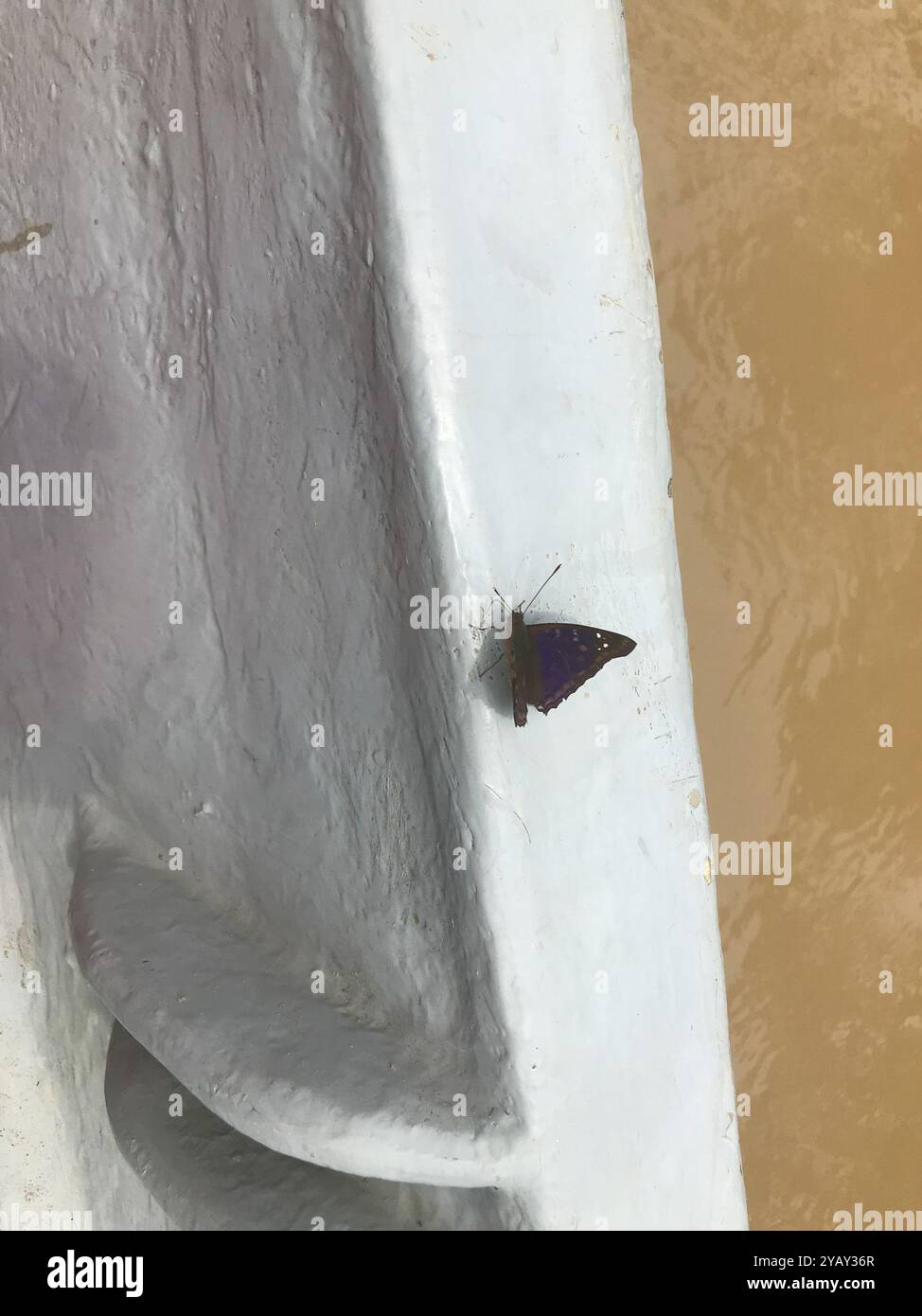 Agathina Emperor (Doxocopa agathina) Insecta Stock Photo - Alamy