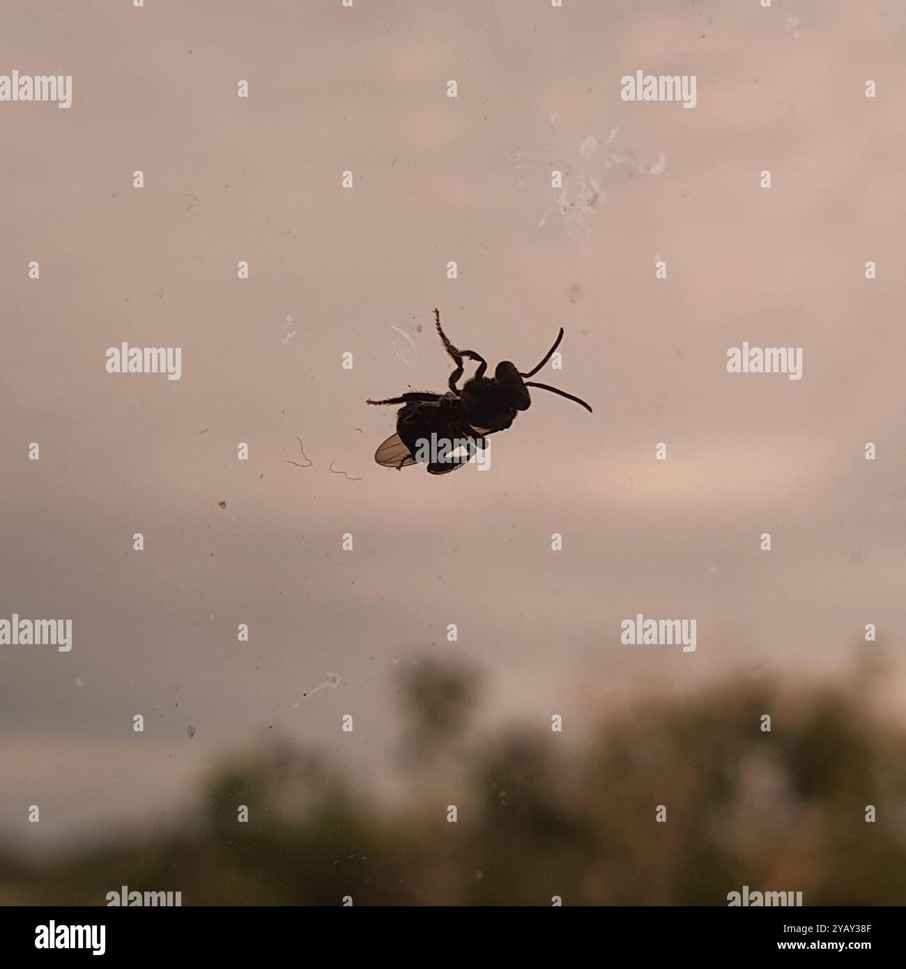 Stingless bees meliponini insecta hi-res stock photography and images ...