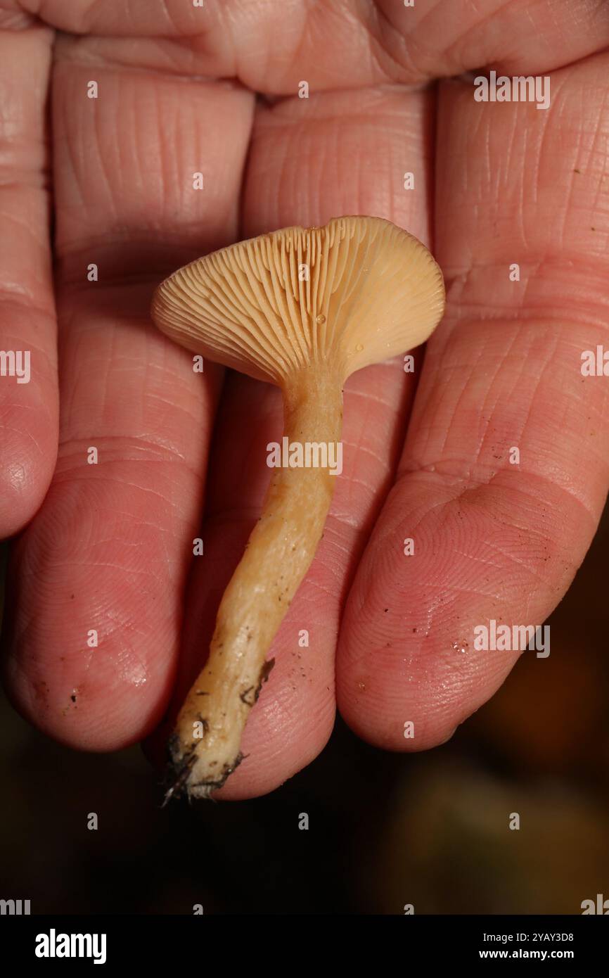 Common Funnel (Infundibulicybe gibba) Fungi Stock Photo - Alamy