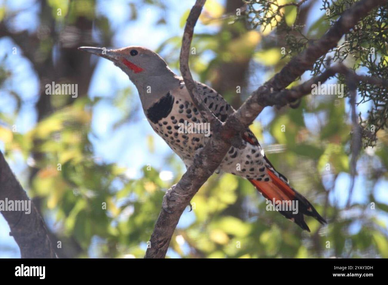 Northern Flicker (Colaptes auratus) Aves Stock Photo - Alamy