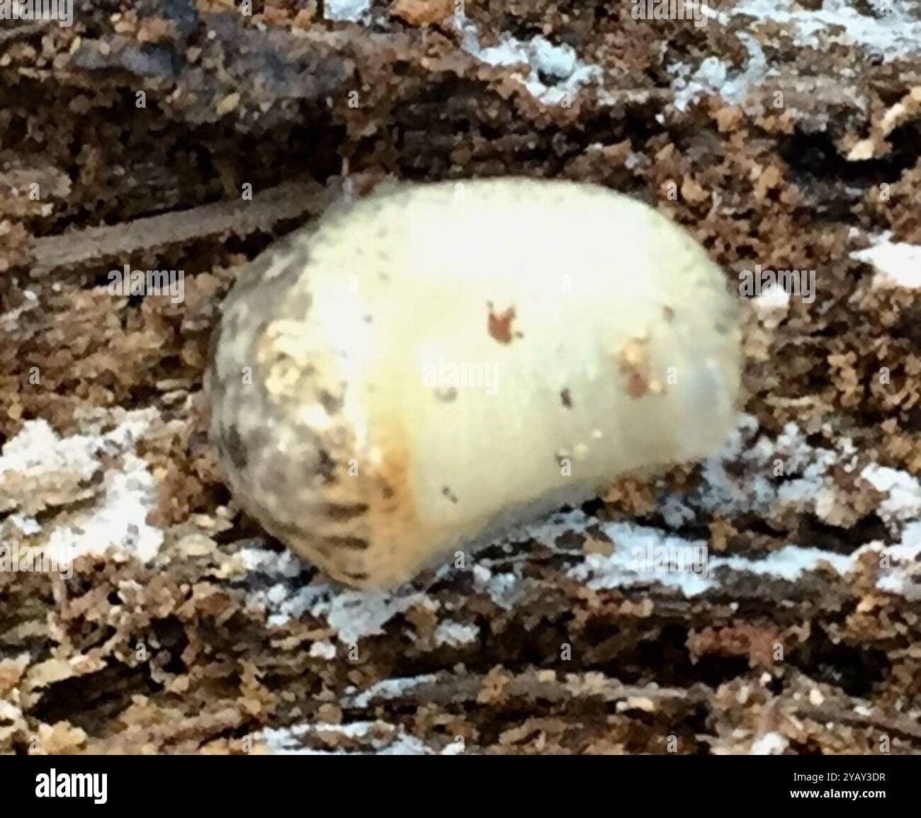 Carolina Mantleslug (Philomycus carolinianus) Mollusca Stock Photo - Alamy