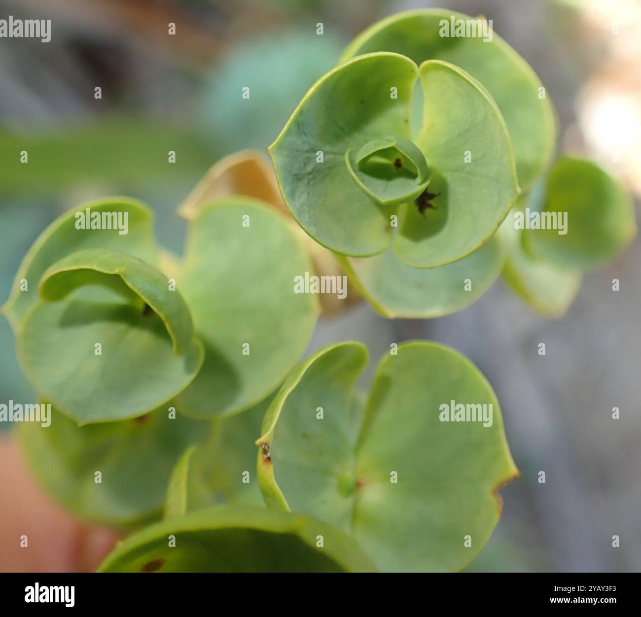 Sea Spurge (Euphorbia paralias) Plantae Stock Photo - Alamy