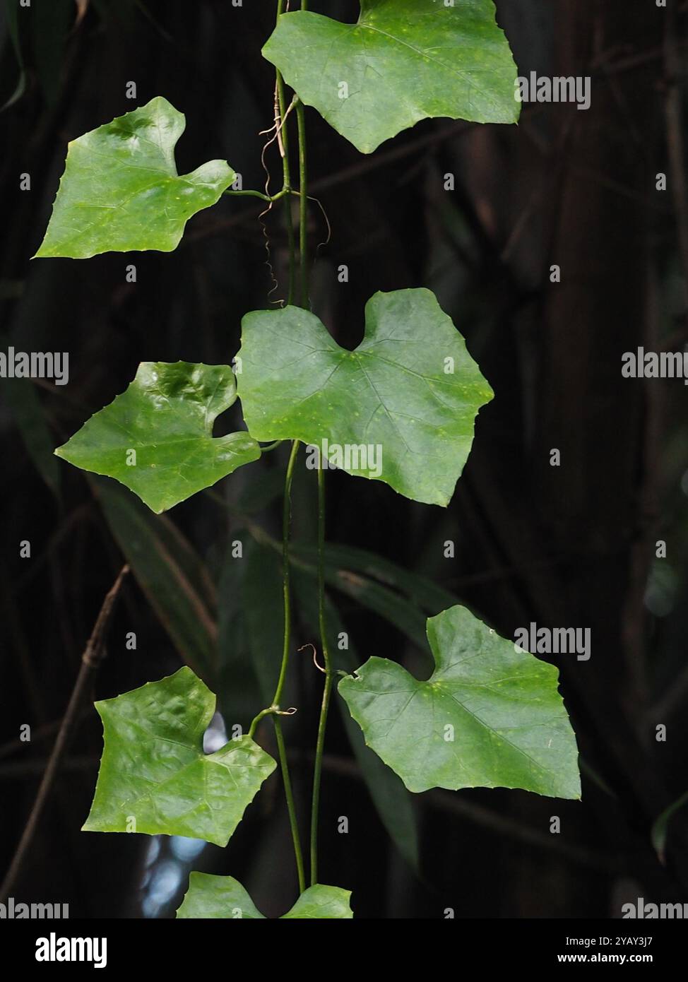 creeping cucumber (Melothria pendula) Plantae Stock Photo - Alamy