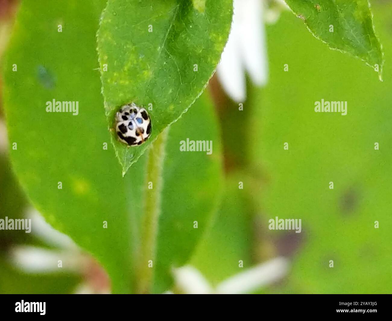 Twenty-spotted Lady Beetle (Psyllobora vigintimaculata) Insecta Stock ...
