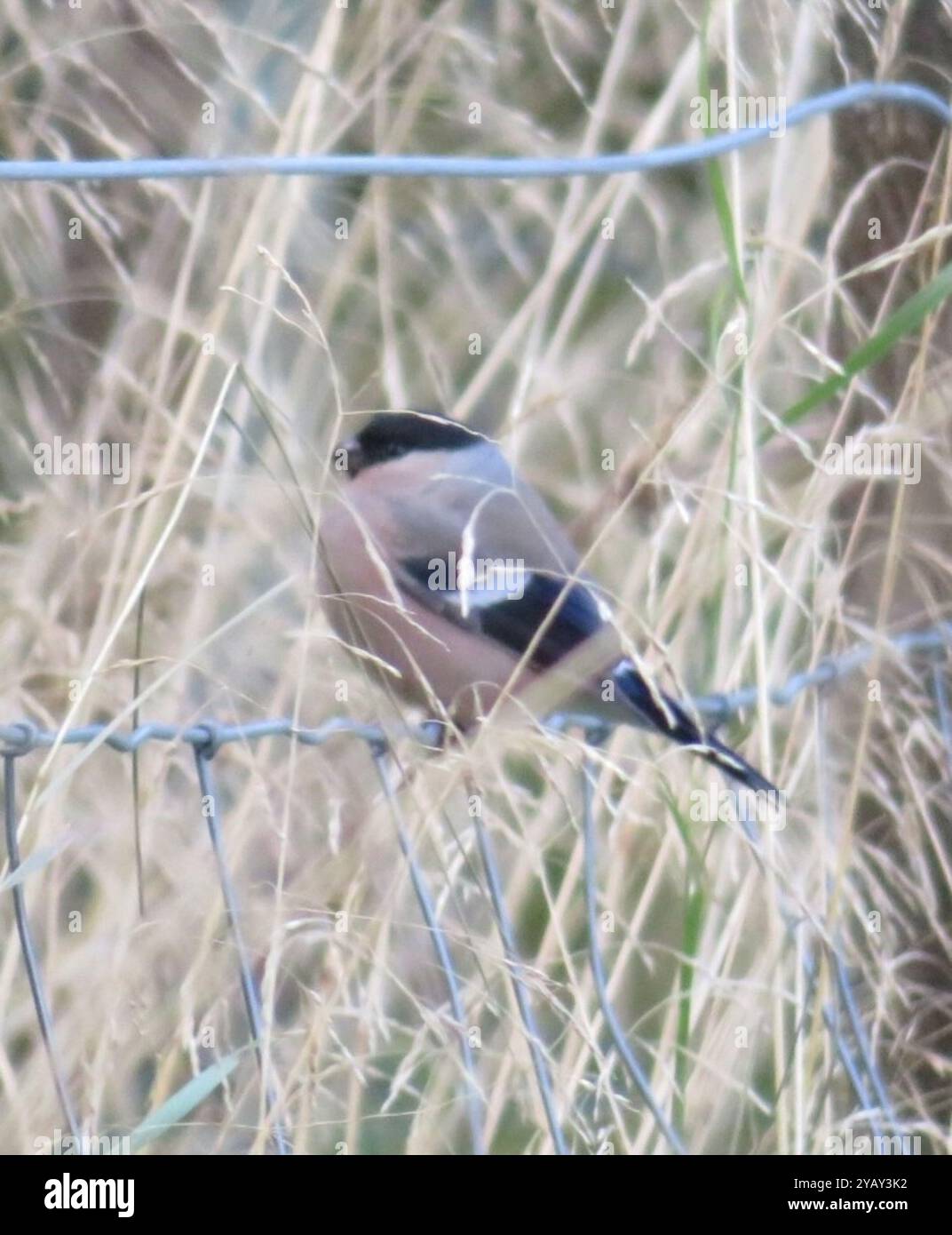 Eurasian Bullfinch (Pyrrhula pyrrhula) Aves Stock Photo - Alamy
