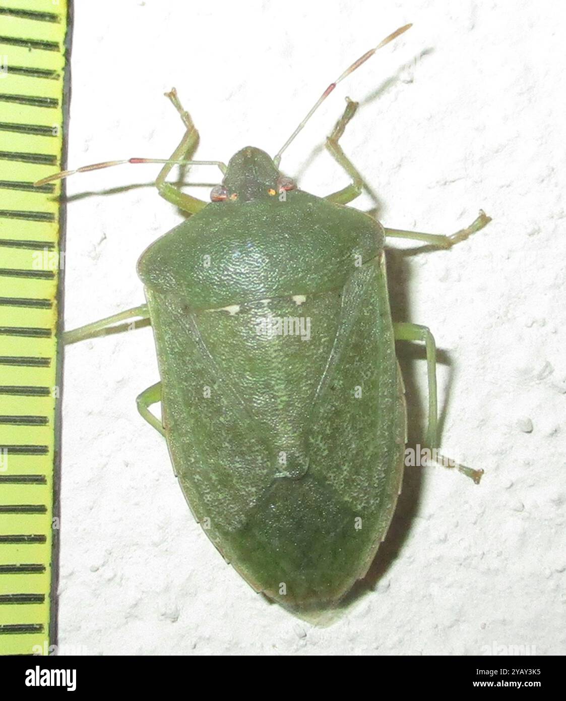 Southern Green Stink Bug (Nezara viridula) Insecta Stock Photo - Alamy