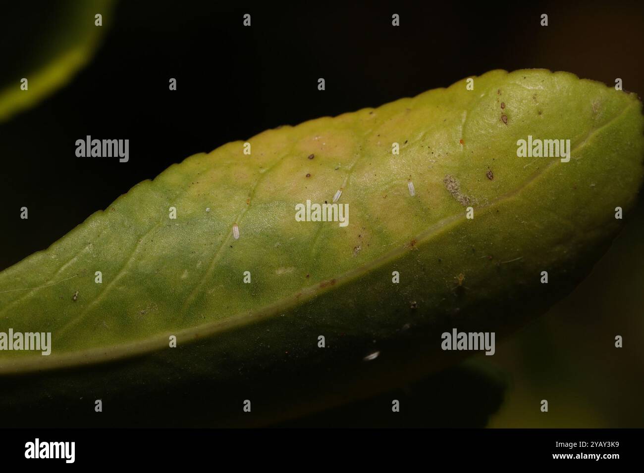 Euonymus scale hi-res stock photography and images - Alamy