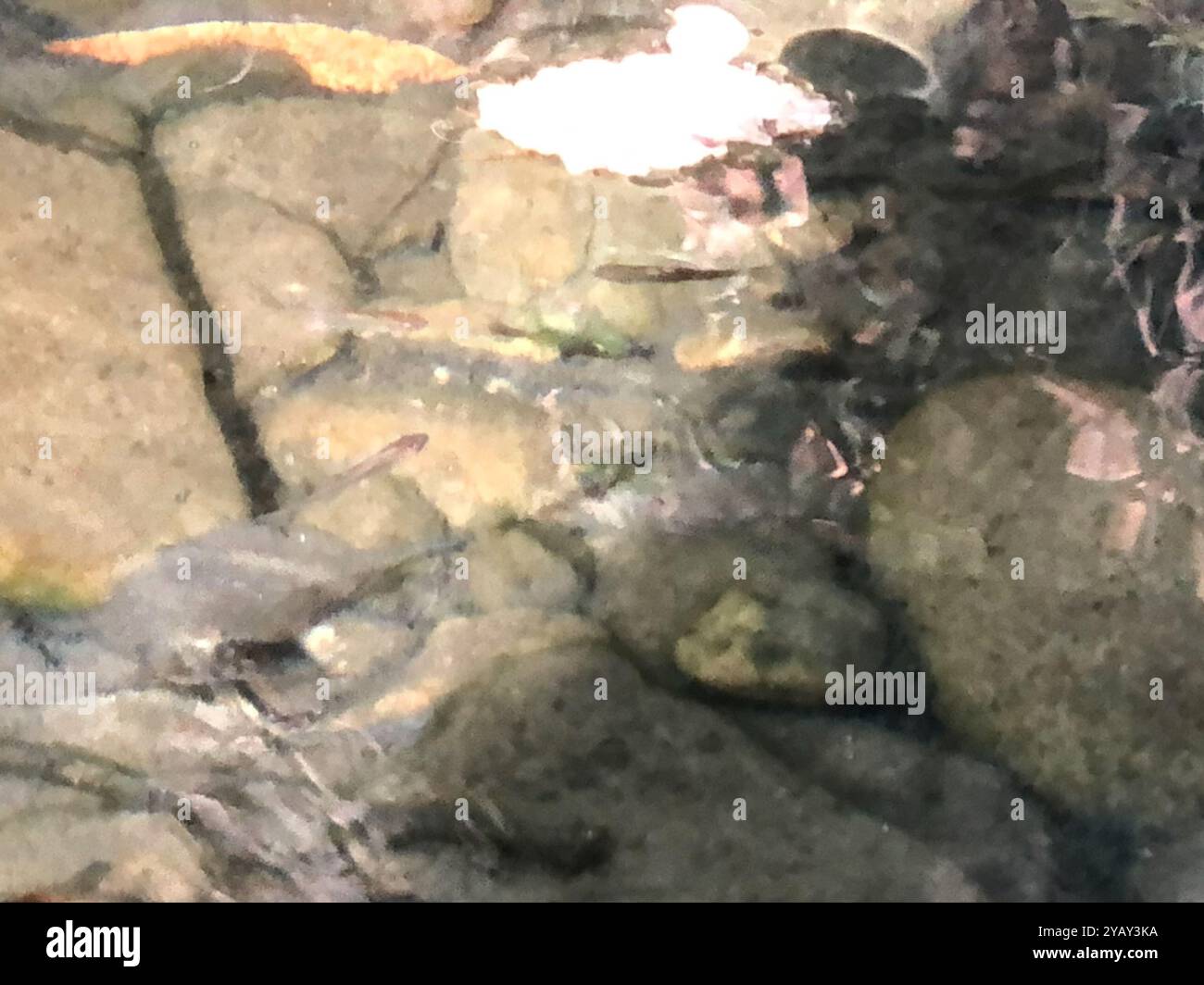 Western Mosquitofish (Gambusia affinis) Actinopterygii Stock Photo - Alamy