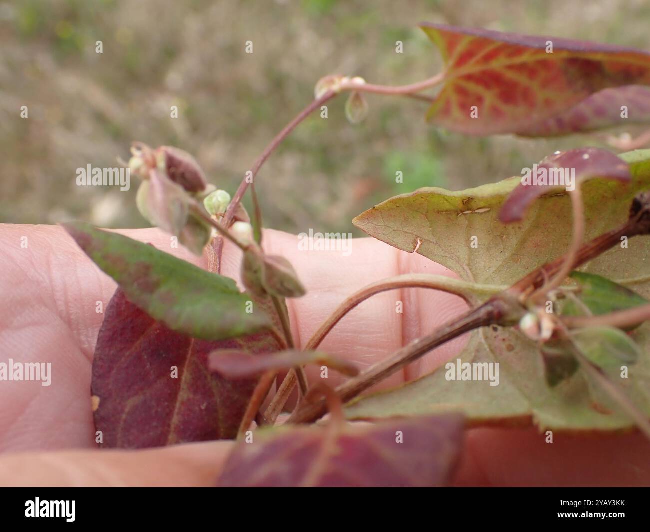 Black-bindweed (Fallopia convolvulus) Plantae Stock Photo - Alamy
