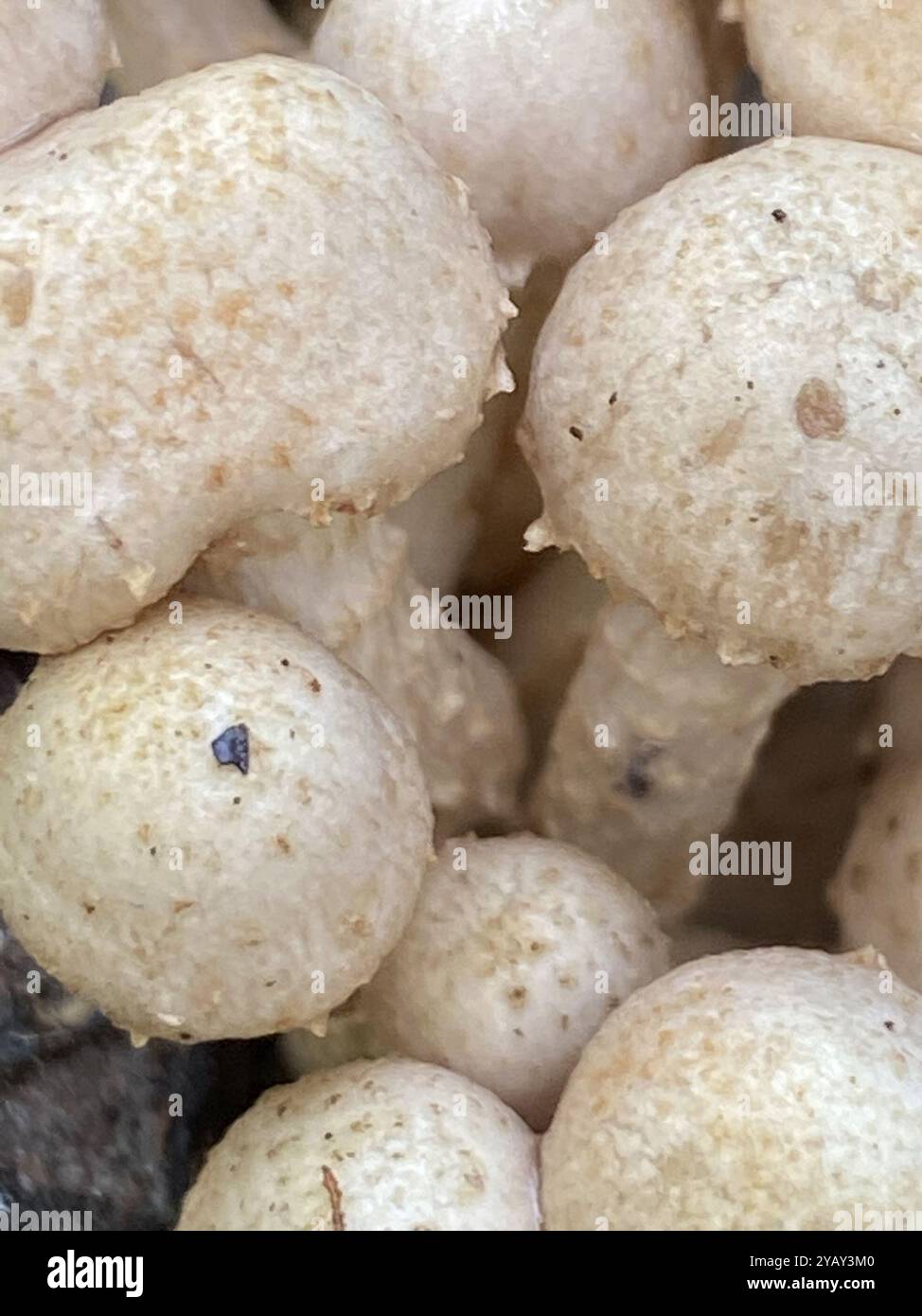 sticky scalycap (Pholiota gummosa) Fungi Stock Photo - Alamy